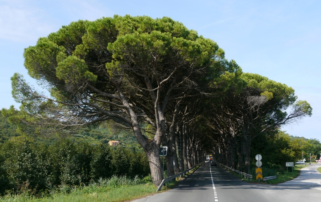 Strunjan peninsula | Krajinski park Strunjan