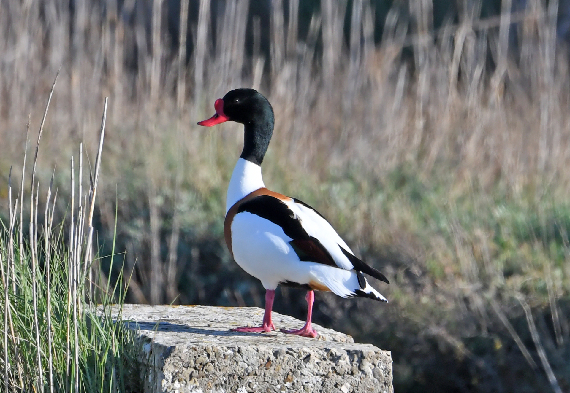 Where Land Meets the Sea | Krajinski park Strunjan